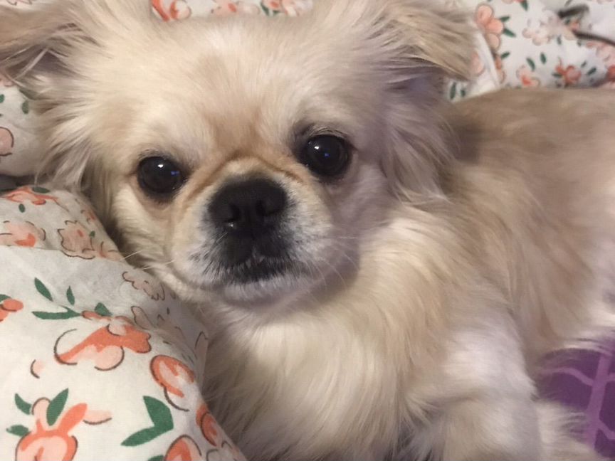 Вязка чихуахуа самец