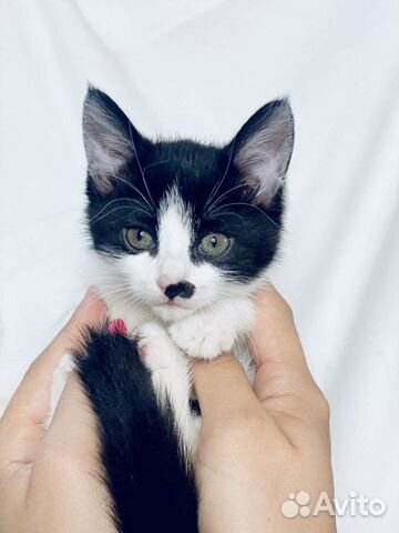 Котёнок Ария с мушкой на носике