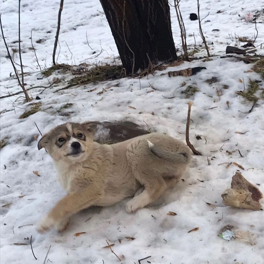 Щеночек ищет дом