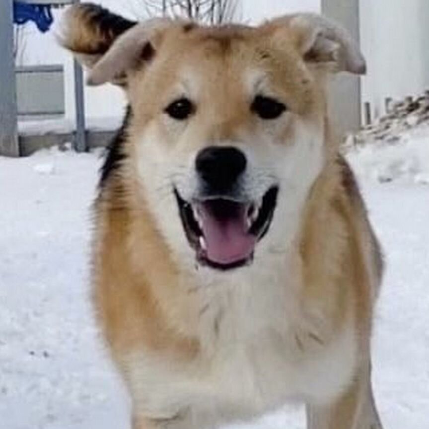 Взрослая собака в добрые руки