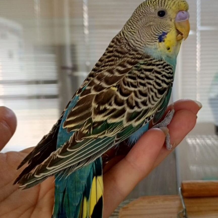 Птенцы волнистый попугай