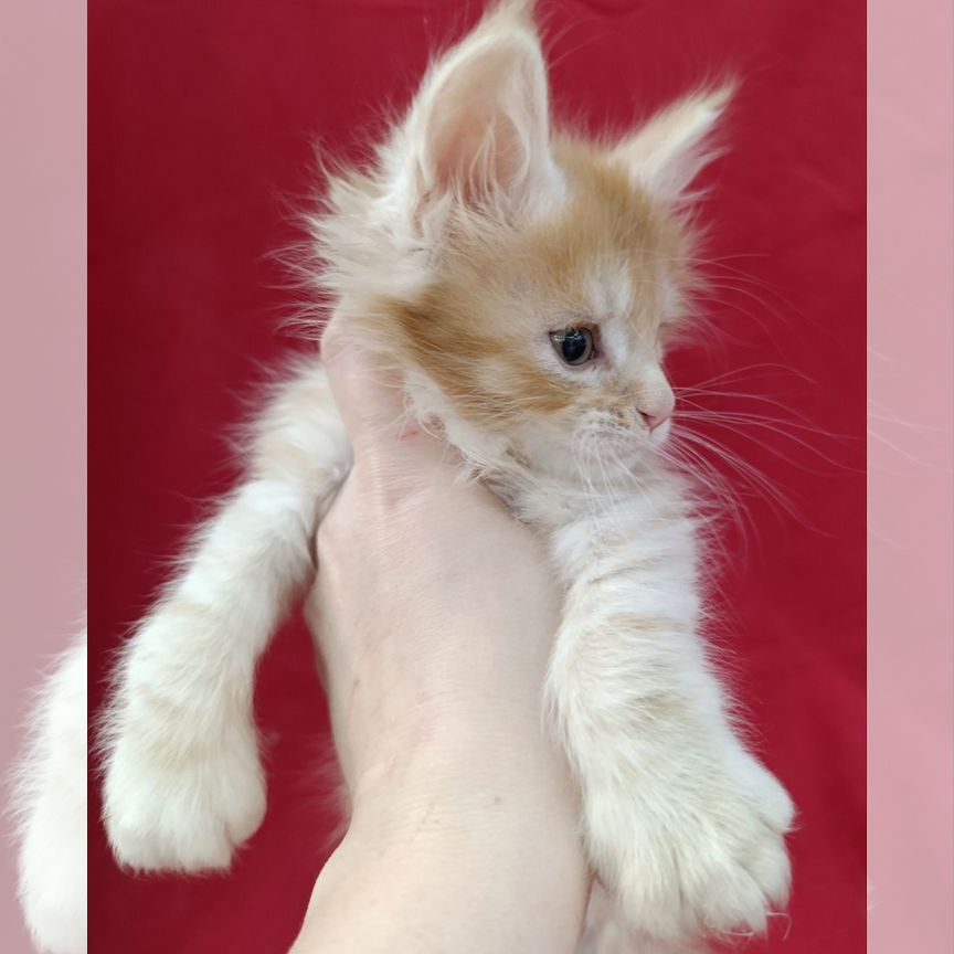 Котята Мейн Кун полидакты