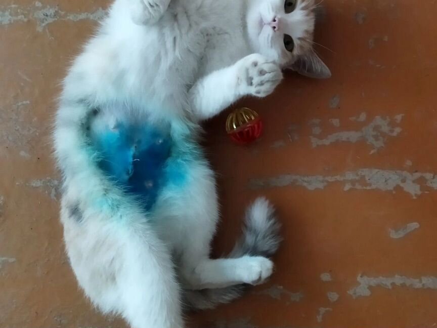 Отдам кошечку в хорошие руки