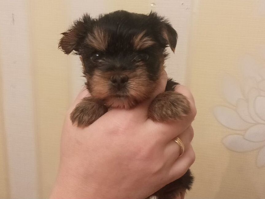 Йоркширский терьер щенки