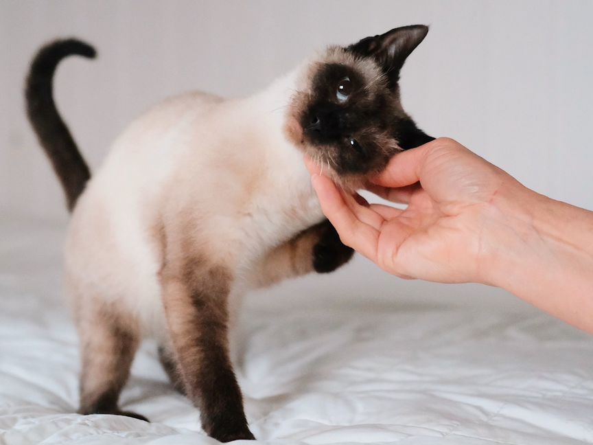 Нежнейшая сиамская девочка котёнок 5 мес