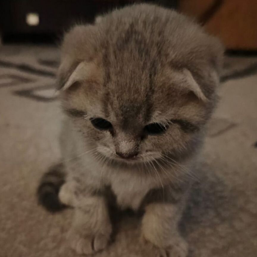 Шотландские вислоухие