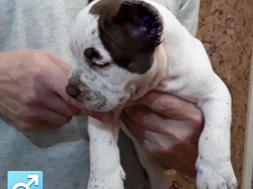 Американский булли парень