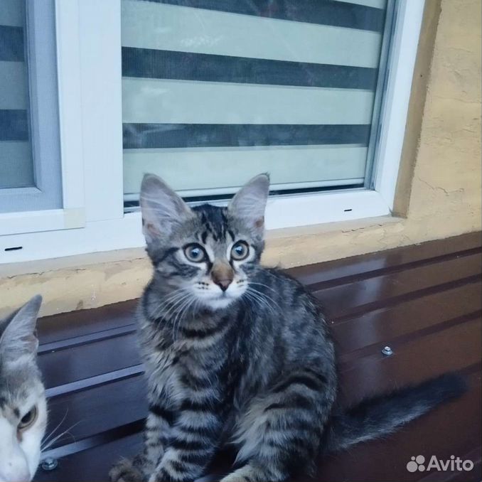 Курильский бобтейл