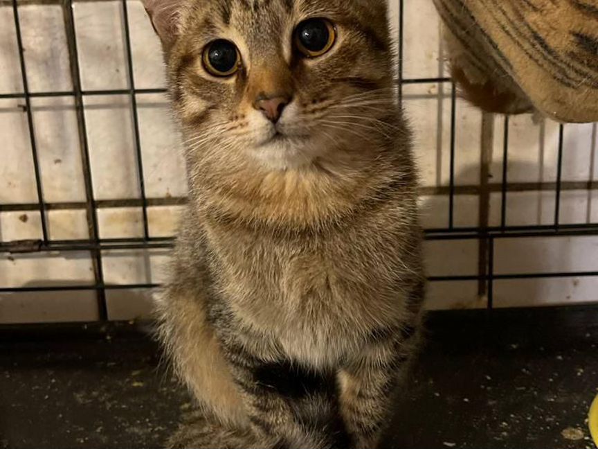 Самый несчастный котёнок приюта в добрые руки