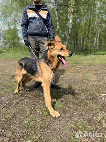 Брюс ищет дом. Приют Некрасовка