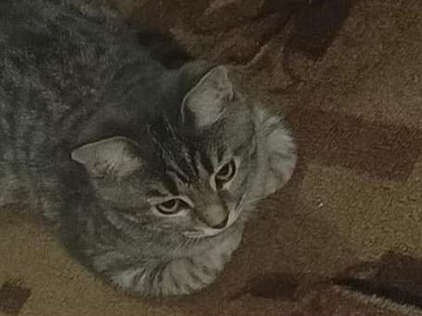 Кот потеряшка