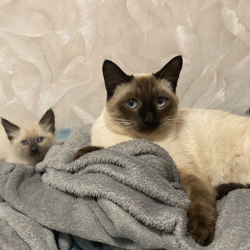 Тайские сиамские котята