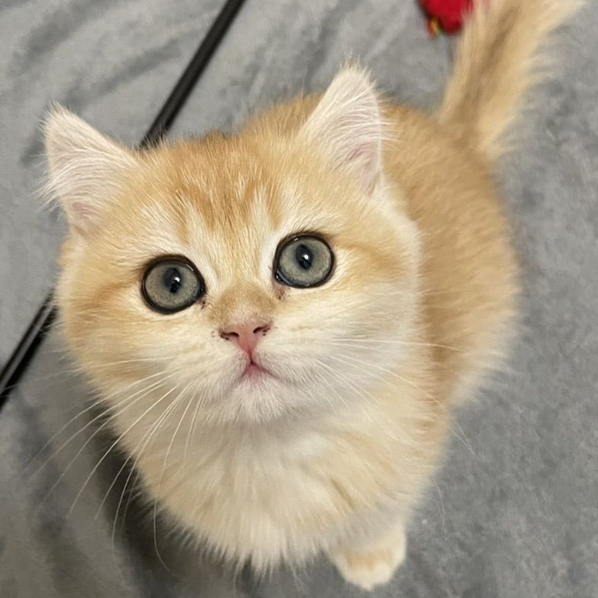 Британский короткошёрстный котёнок