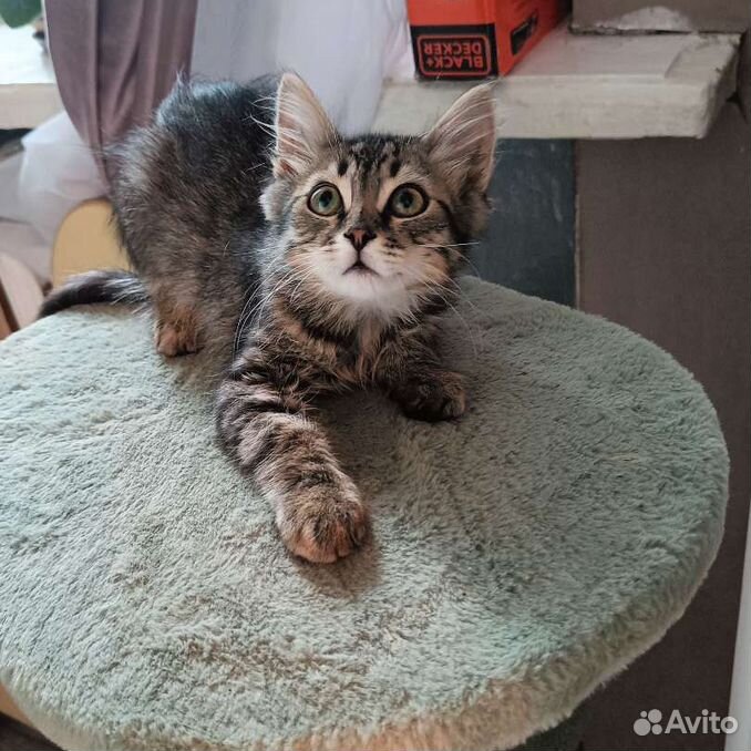 Кому медведя Котенок в добрые руки