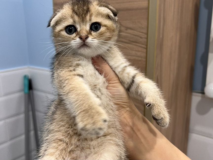 Золотой мальчик