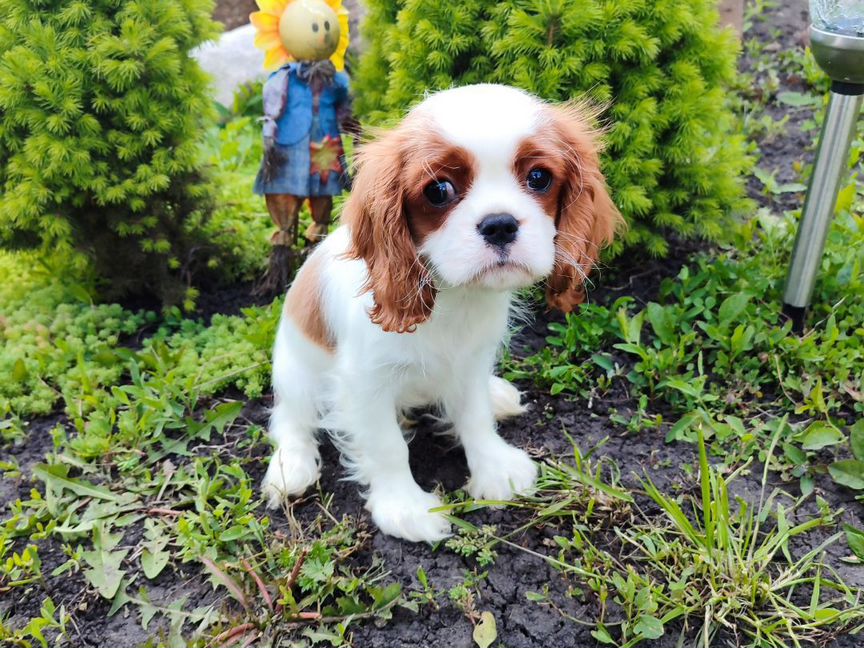 Кавалер кинг чарльз спаниель щеночки