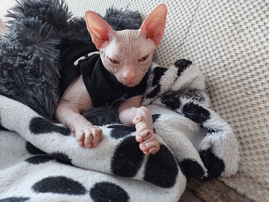 Канадский сфинкс вязка