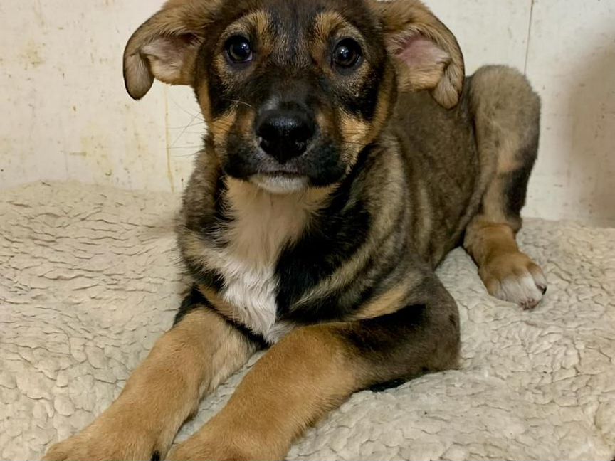 Щенок девочка в добрые руки