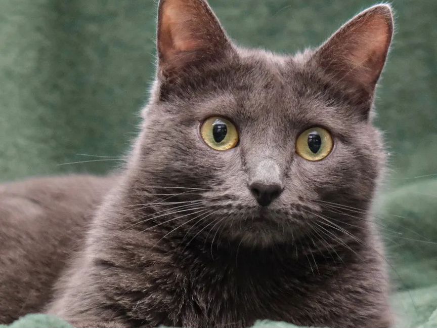 Гретту выкинули котёнком.Год сидит в боксе и ждёт