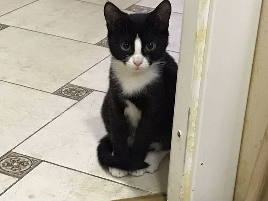 Котенок-мальчик,3,5 мес