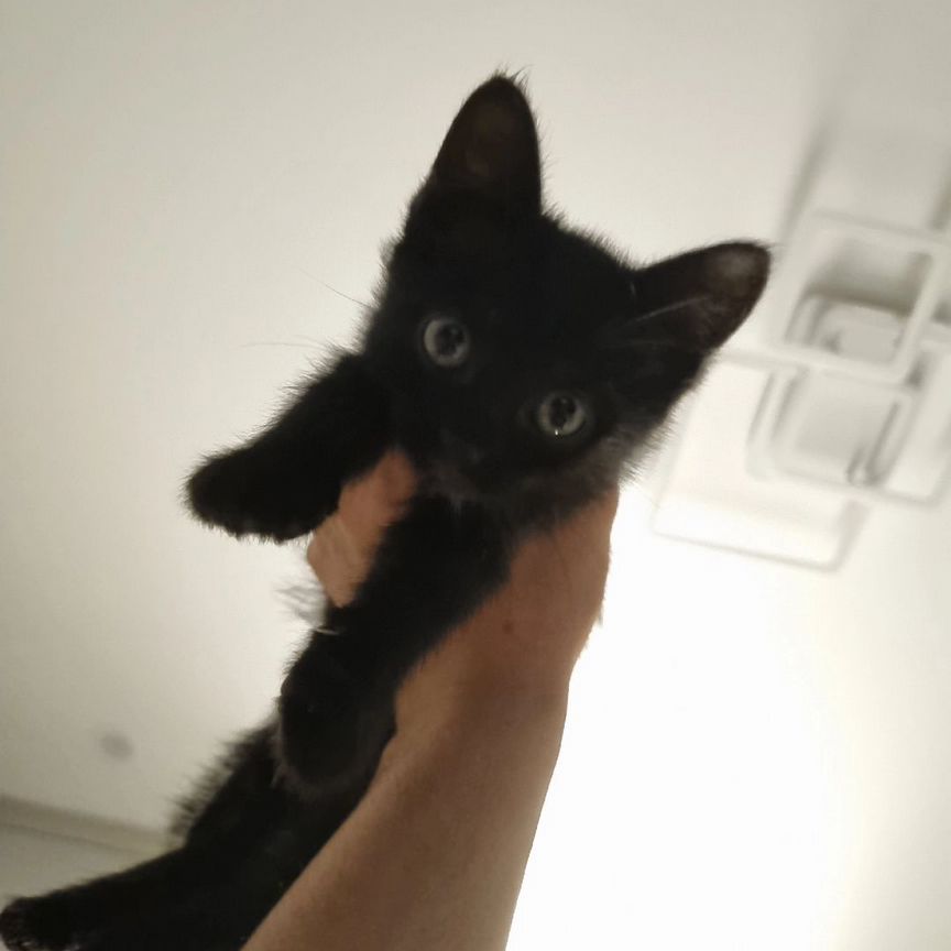 Отдаем котенка. Девочка, лоток знает, ест все