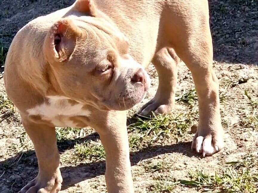 Американский булли девочка классик-стандарт