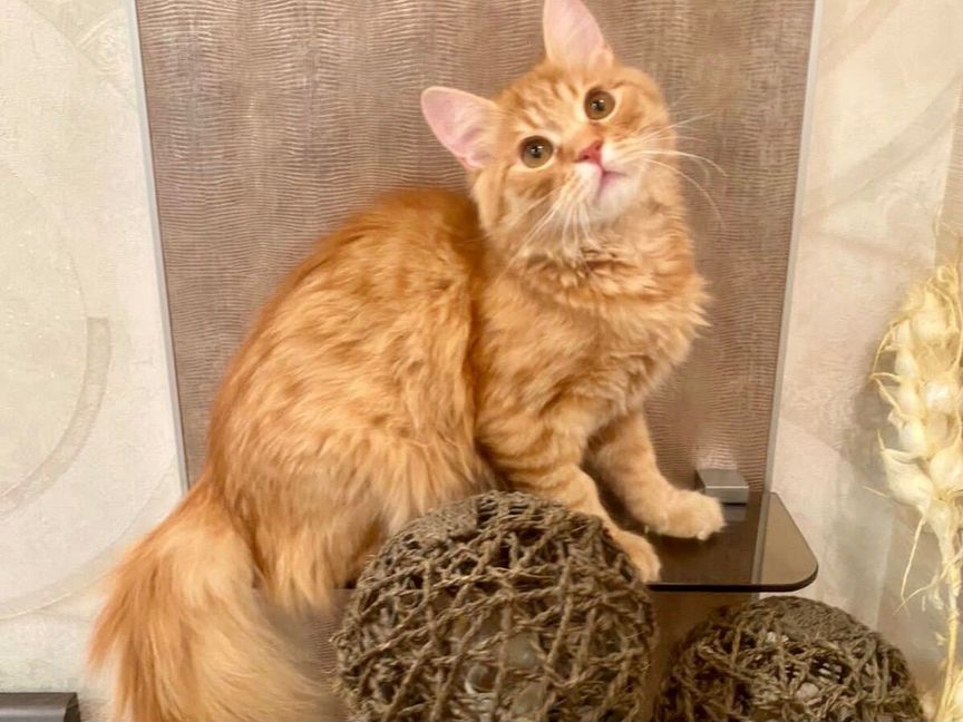 Юный активный и ласковый мальчишка