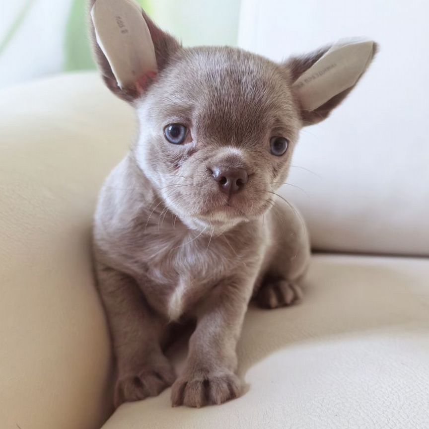 Чихуахуа, щенок