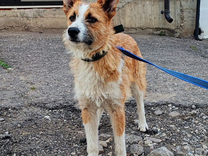 Собака. Стерилизована. Кмв. Ищем ручки