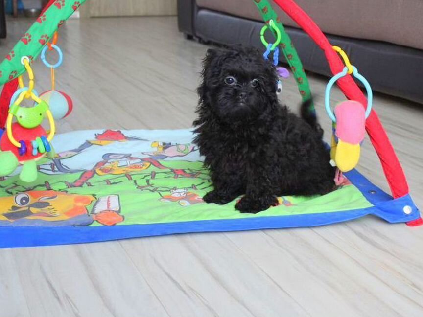 Девочки и мальчики Мальтипу