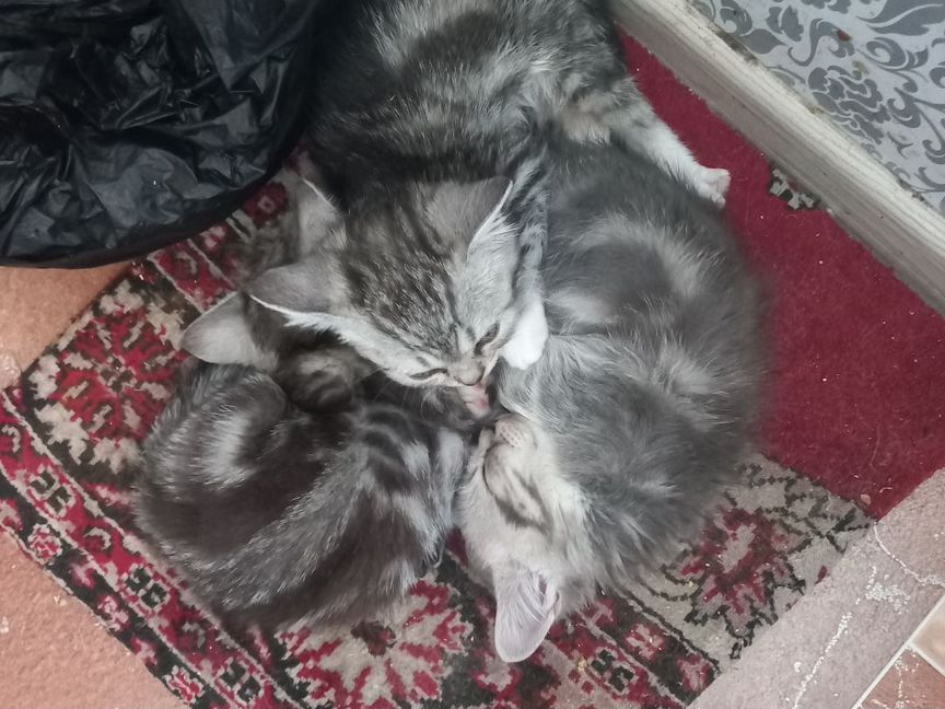 Продам котят