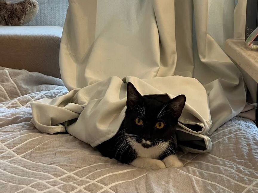 Котик красавчик