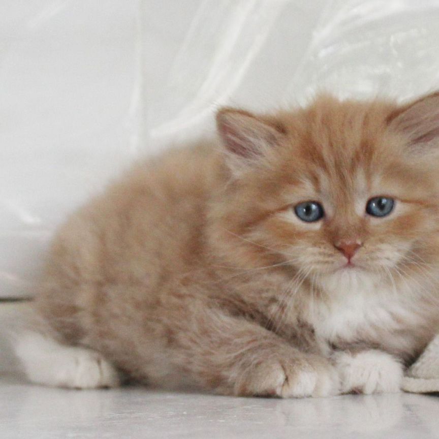 Красная кошка Констанс с документами