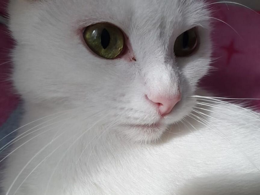 Кошечка на вязку не породистая