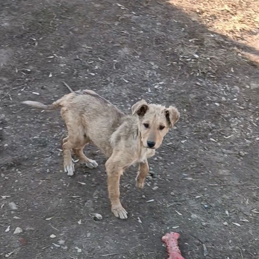 Щенок девочка в добрые руки