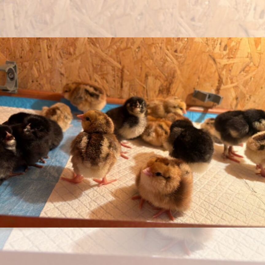 Цыплята Маран и Загорская лососевая