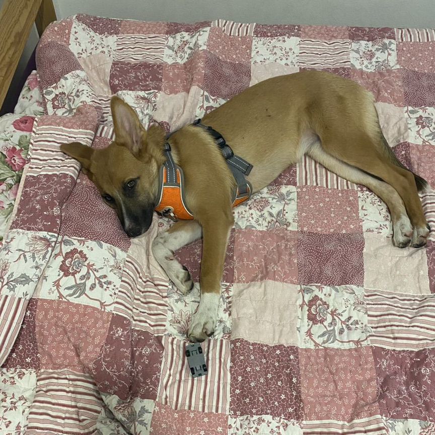 Собака Боня в добрые руки