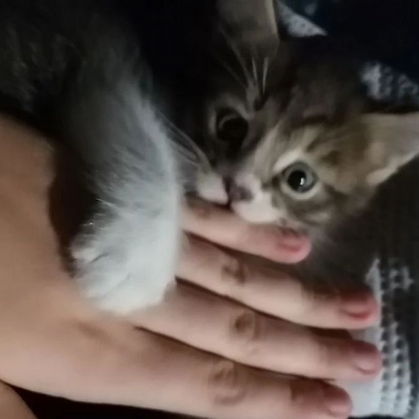 Котёнок в добрые руки