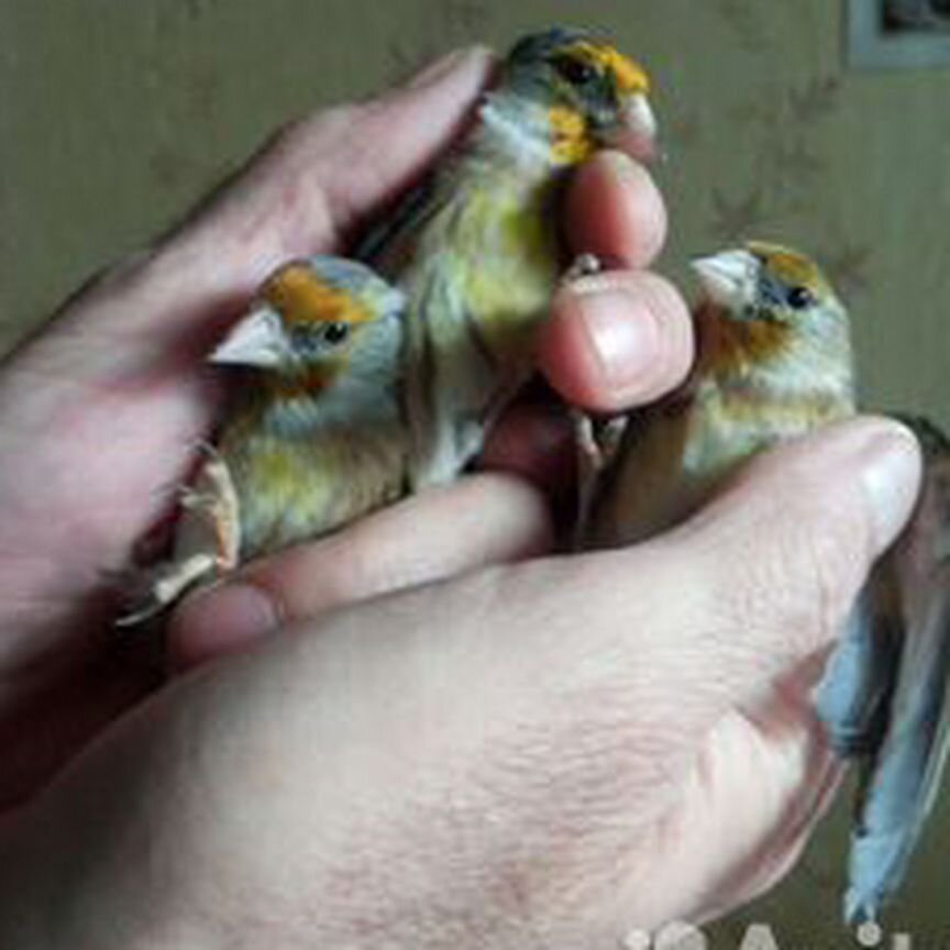 Гибрид щегла и канарейки