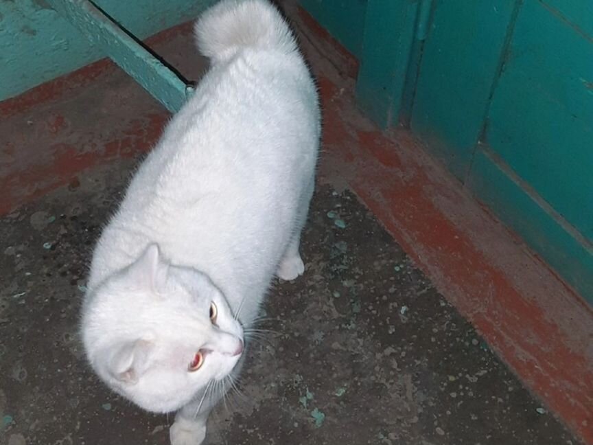 Бобтейл белый кот