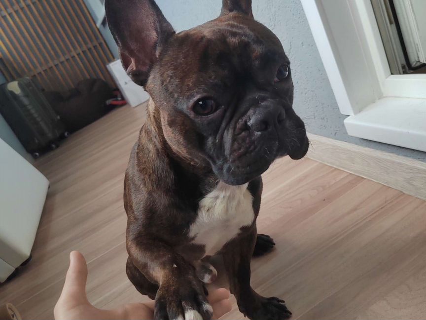 Вязка французский бульдог