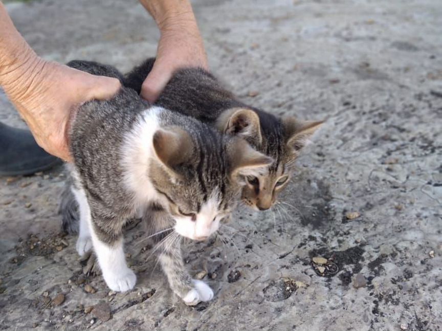 В добрые руки котик и кошечка Ловят мышей