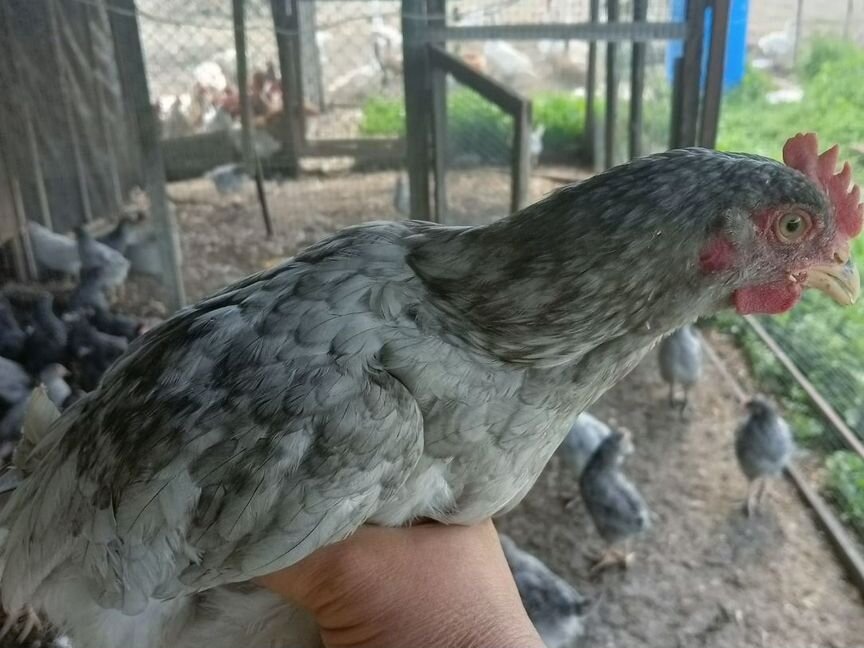 Петухи породы доминант