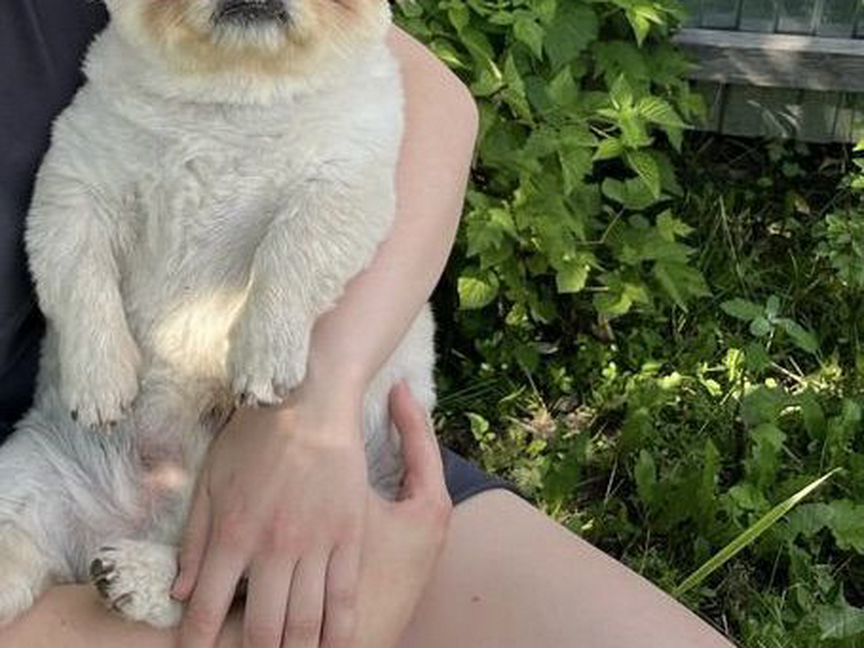 Королевский пекинес