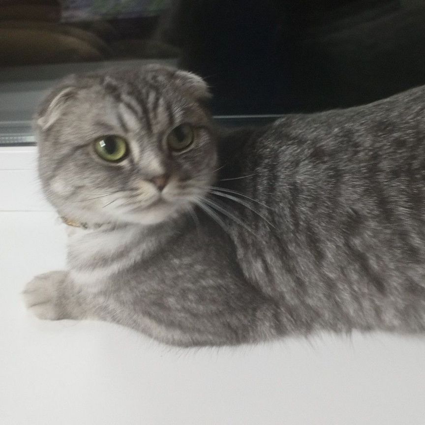 Британская вислоухая кошка