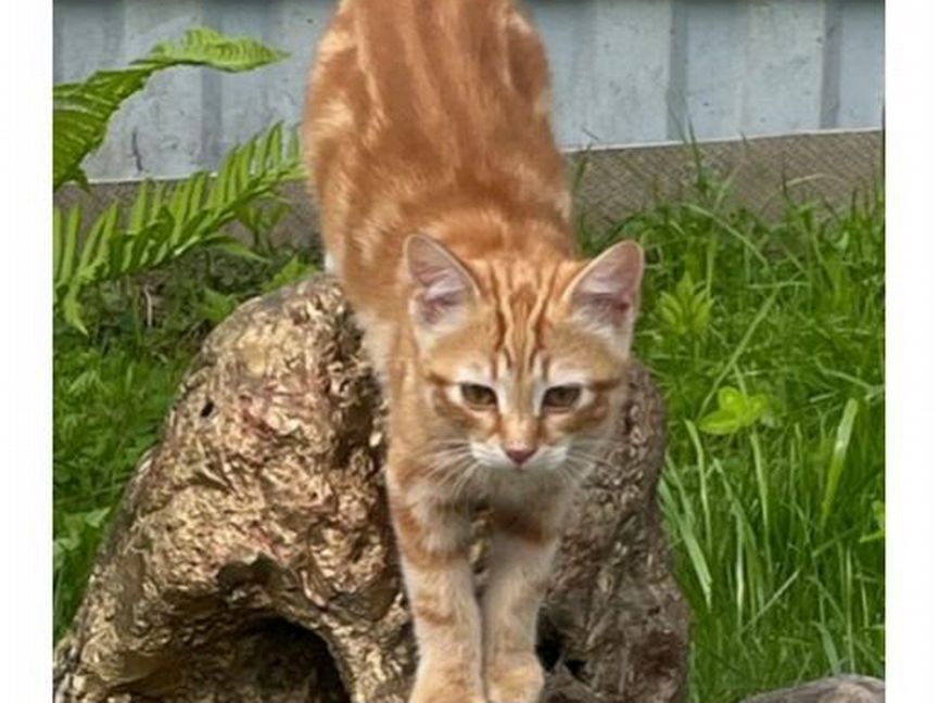 Котенок мраморный мальчик 3 мес