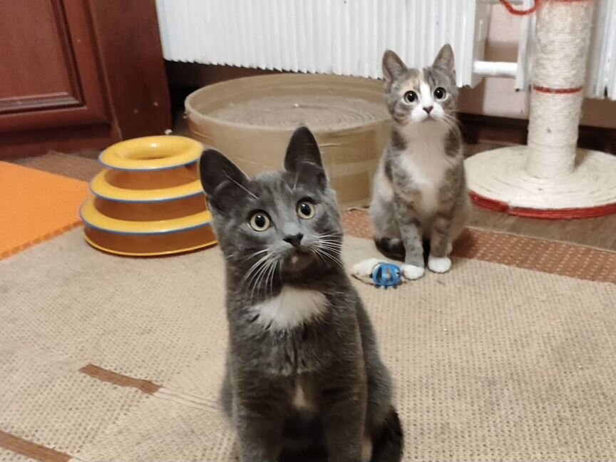 Очаровательный дымчатый котенок в поисках дома