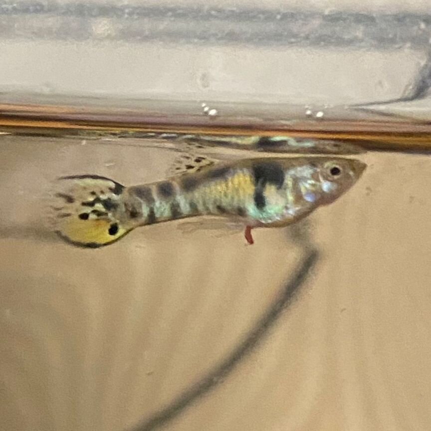 Подростки гуппи бесплатно