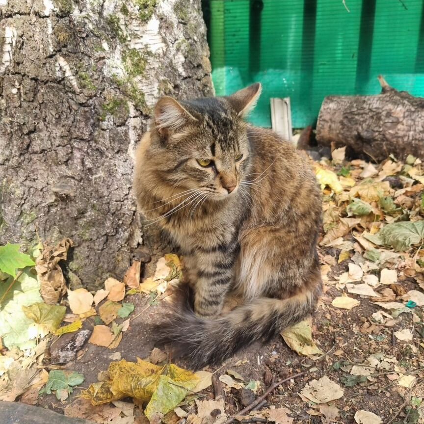 Котик в добрые руки