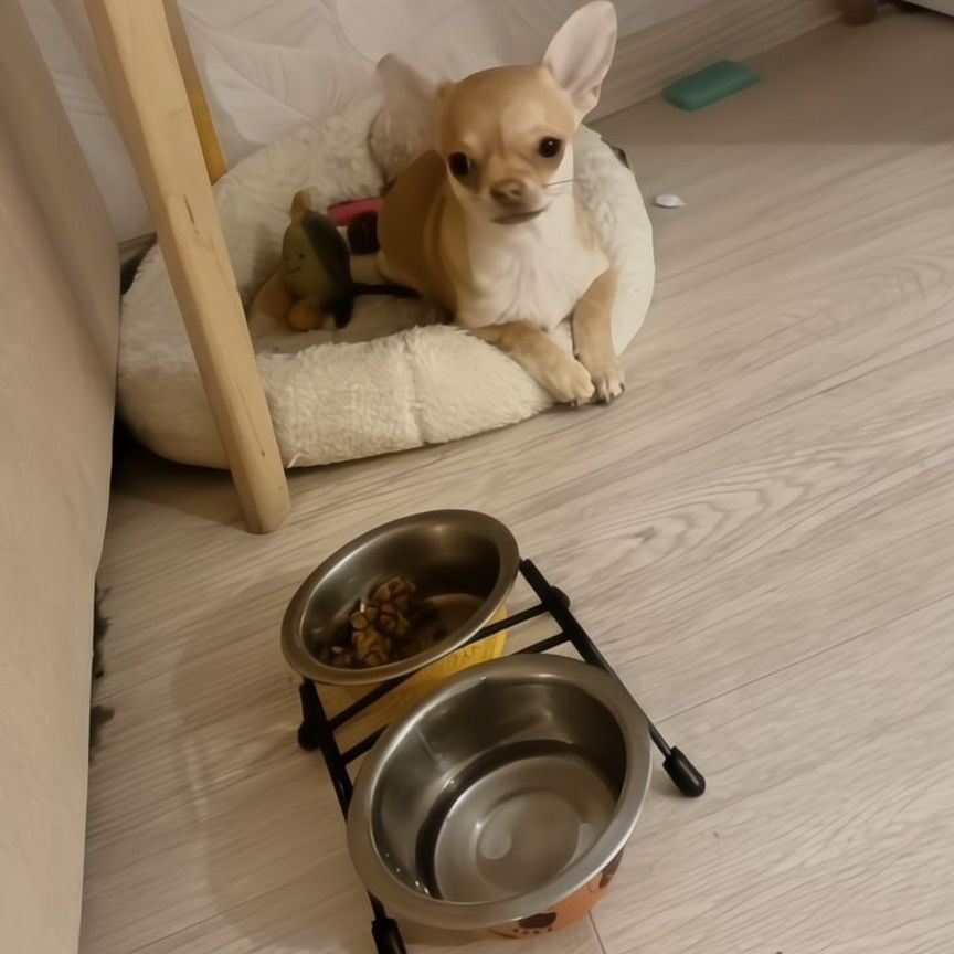 Чихуахуа, щенок